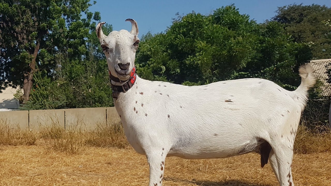 TopClass Barbari Goats Breed of Pakistan| Documentary - YouTube