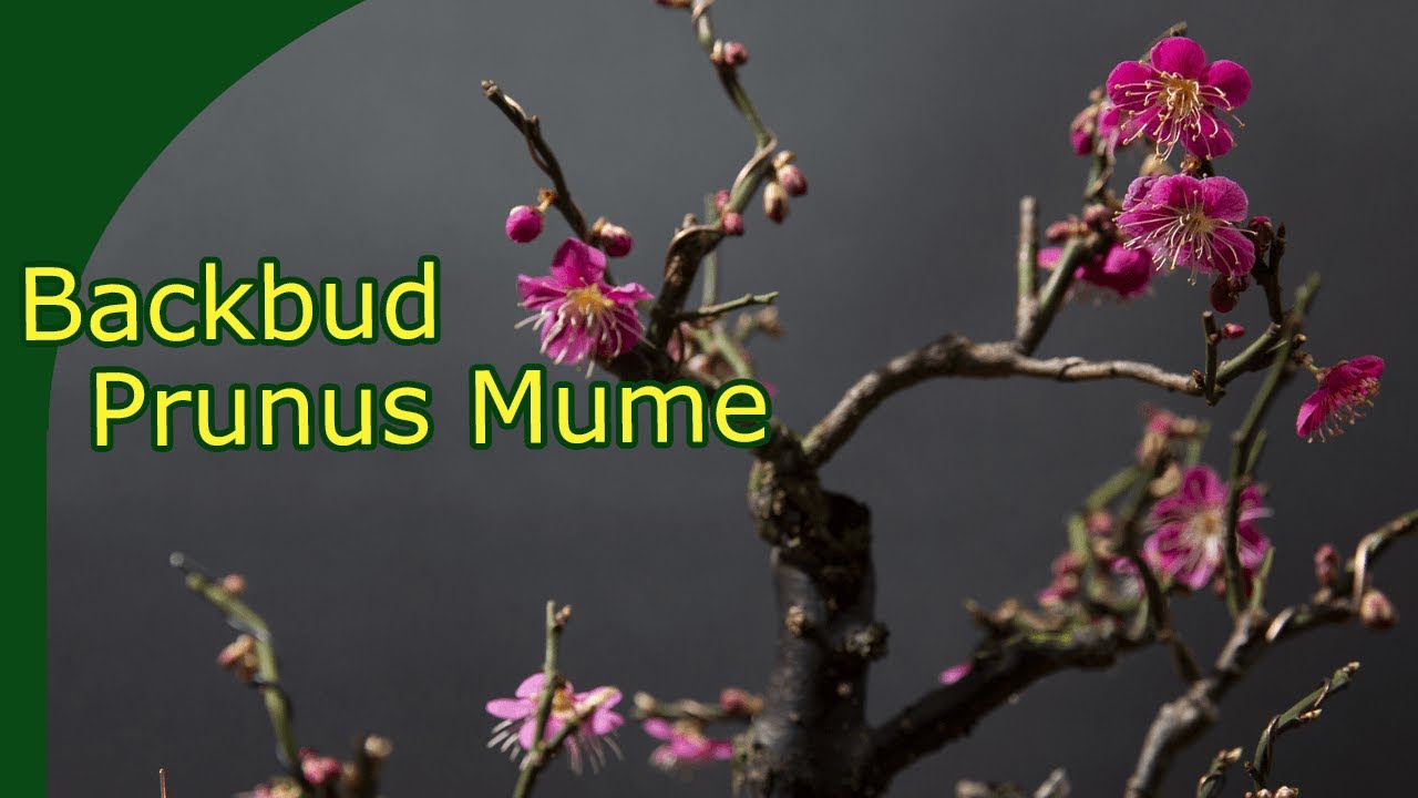 Developing ramification on Prunus Mume (Winter Flowering Japanese ...