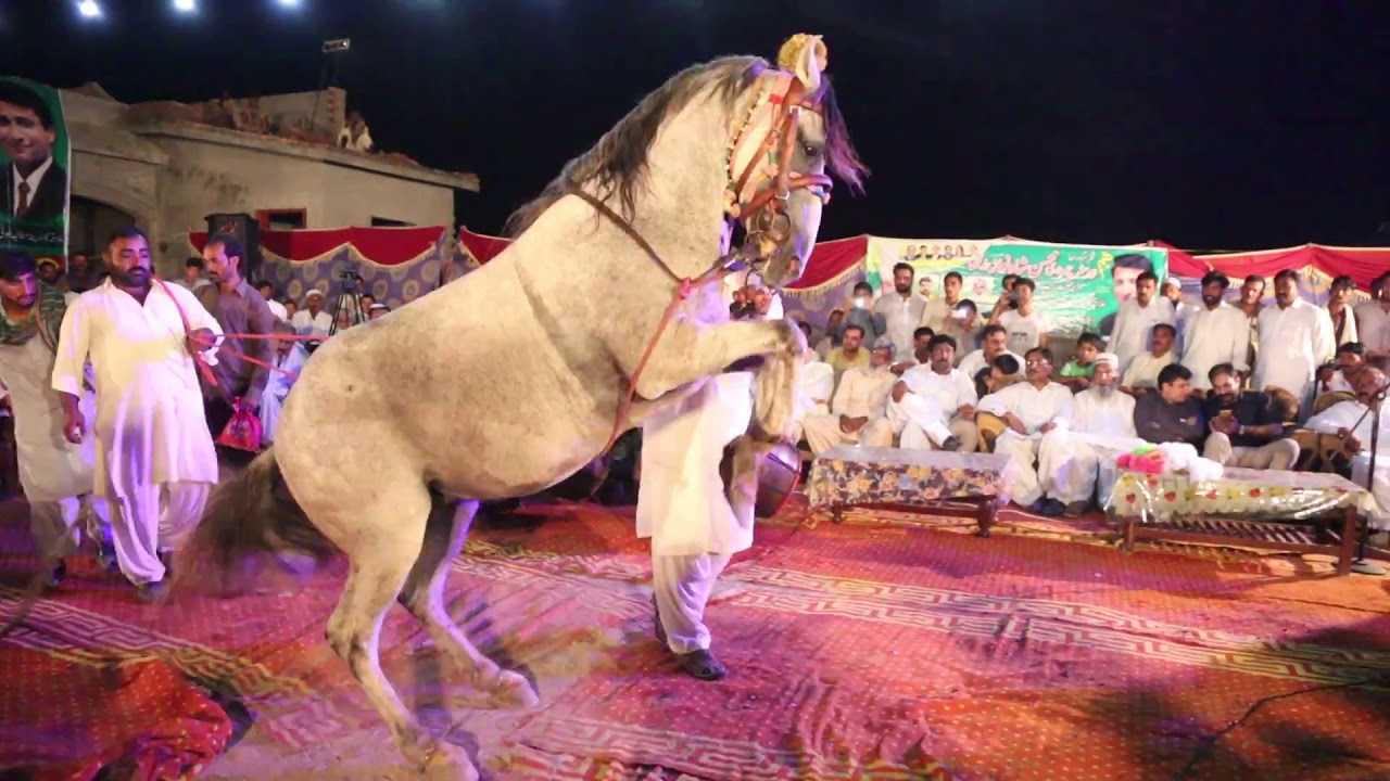 Horse Dance in Sargodha Pakistan - YouTube