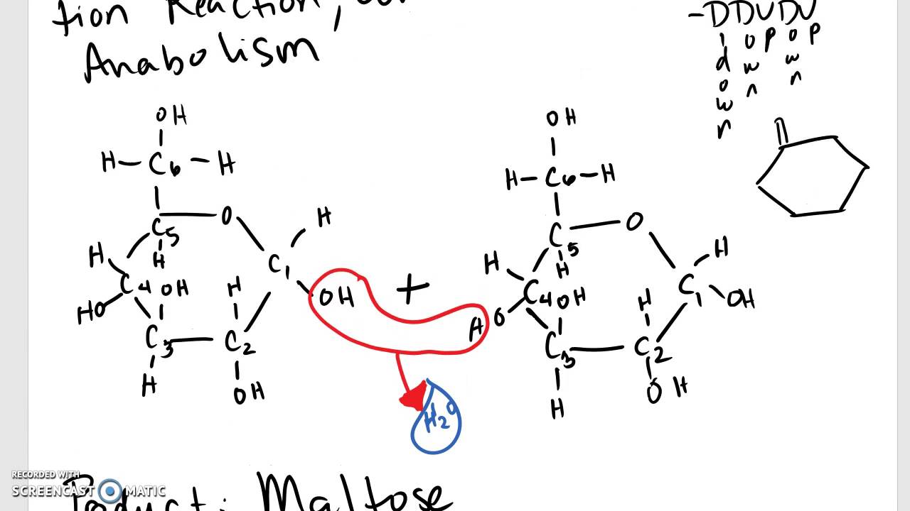 Dehydration Synthesis of Maltose - YouTube
