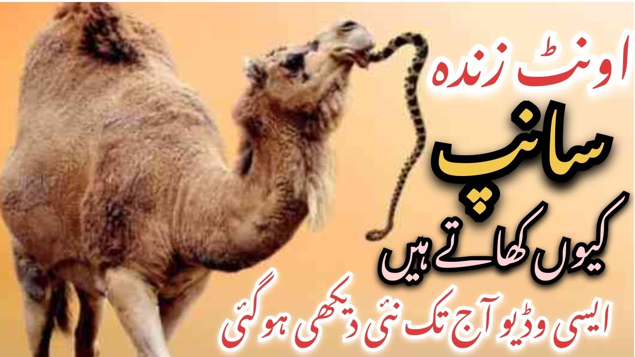 Why do camel eat live snakes | 🤔🤔 | اونٹ زندہ سانپ کیوں کھاتے ہیں - YouTube