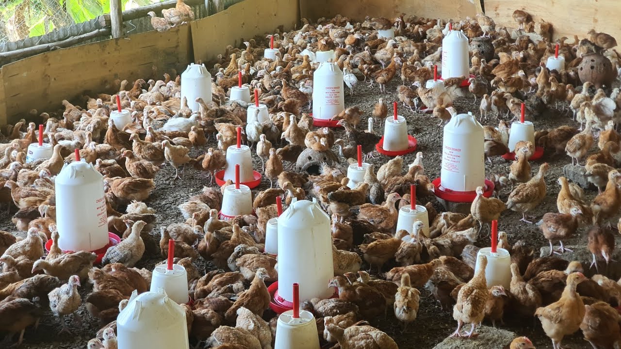 How to Start a Successful Poultry Farm in 2025: 7 Steps to Massive ...