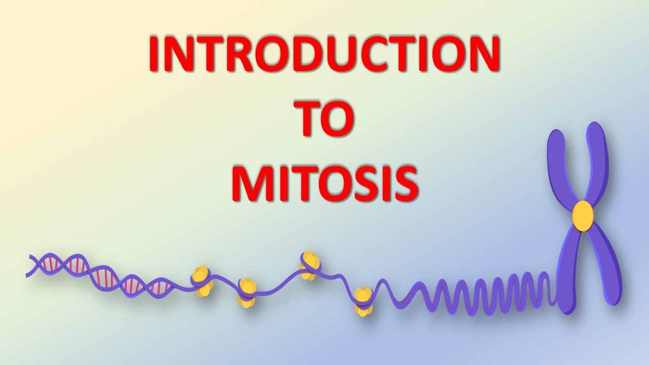 Introduction to mitosis | Science Excel - YouTube