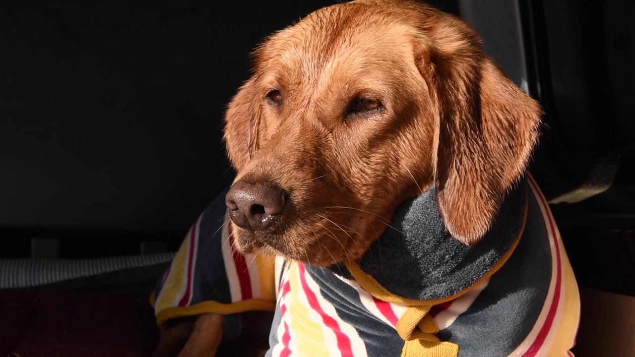 Ruff and Tumble founder Alison Priestley demonstrates our famous Dog ...