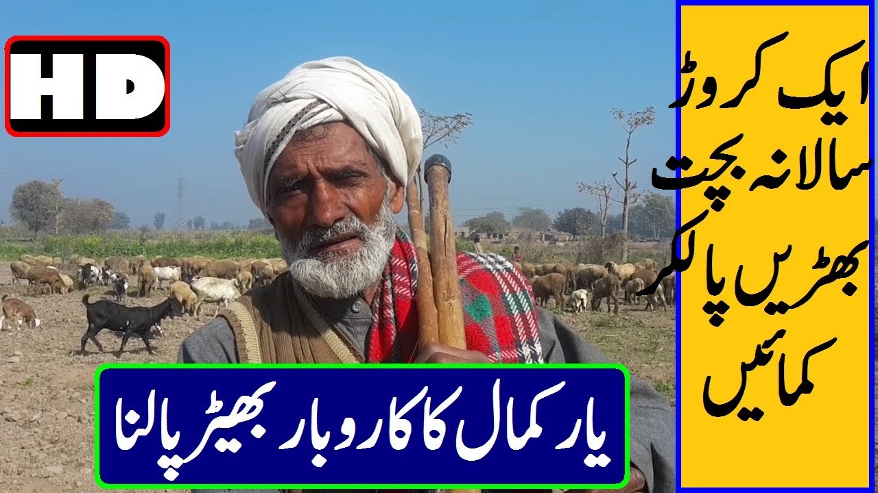 Sheep Farming Ideas|Sheep Farming in Pakistan|Sheep Farming Profit ...