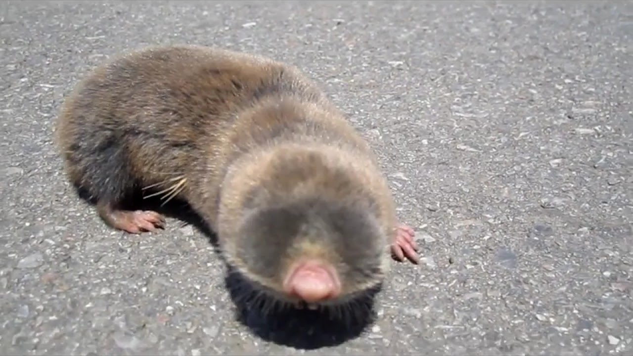 mole attack * Τυφλοπόντικας επίθεση ασφάλαγκας - YouTube