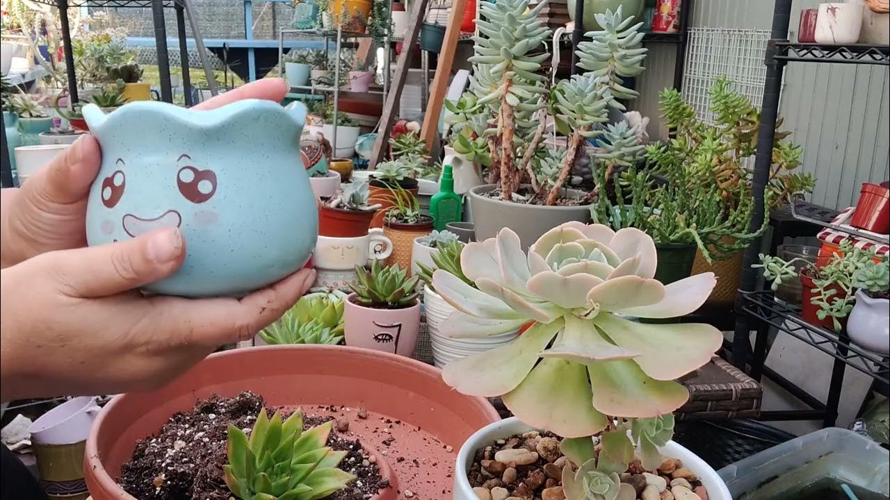 trasplantando suculentas ️ que ya no caben en la maceta quebró la - YouTube
