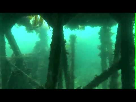 A dive on the Louis Sheid - YouTube