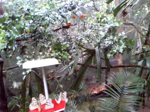 singapore zoo fragile forest - YouTube