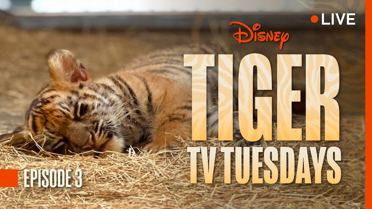 Tiger Tuesday Live! Watch Bakso & Mom’s Third Week at Disney’s Animal ...