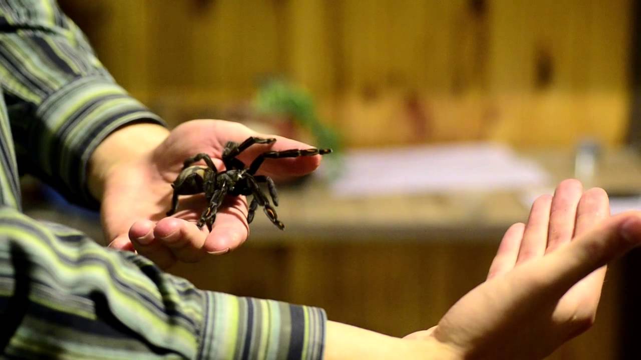 P. Irminia handling and jumping! - YouTube