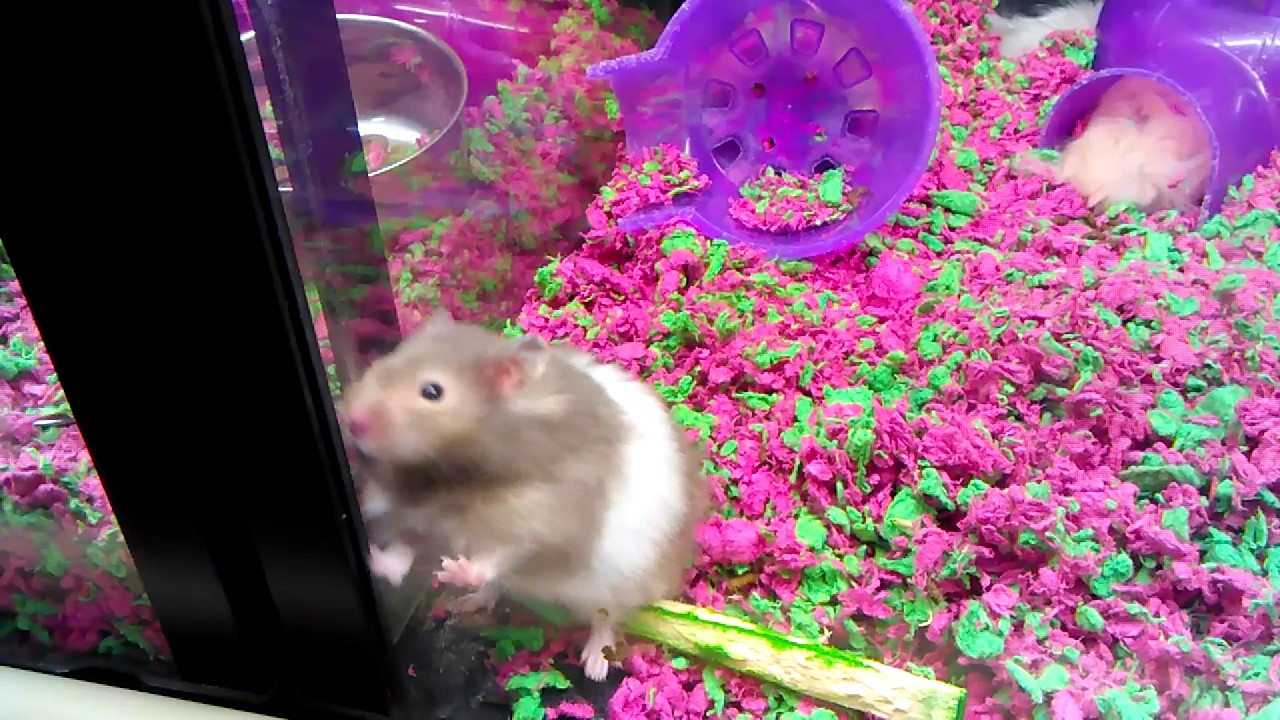 Poor frustrated Hamster - YouTube