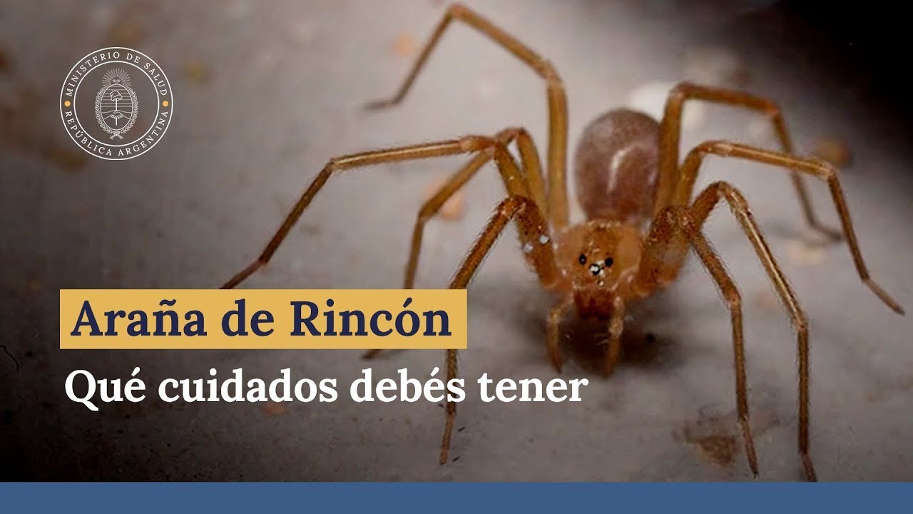 Araña de rincón ¿Qué cuidados debes tener - YouTube