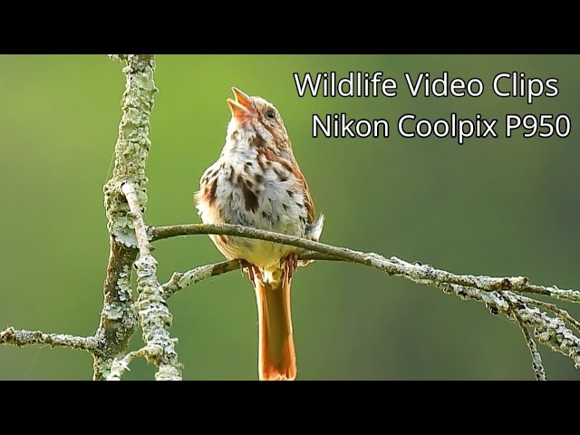Wildlife Video Clips with a Nikon Coolpix P950