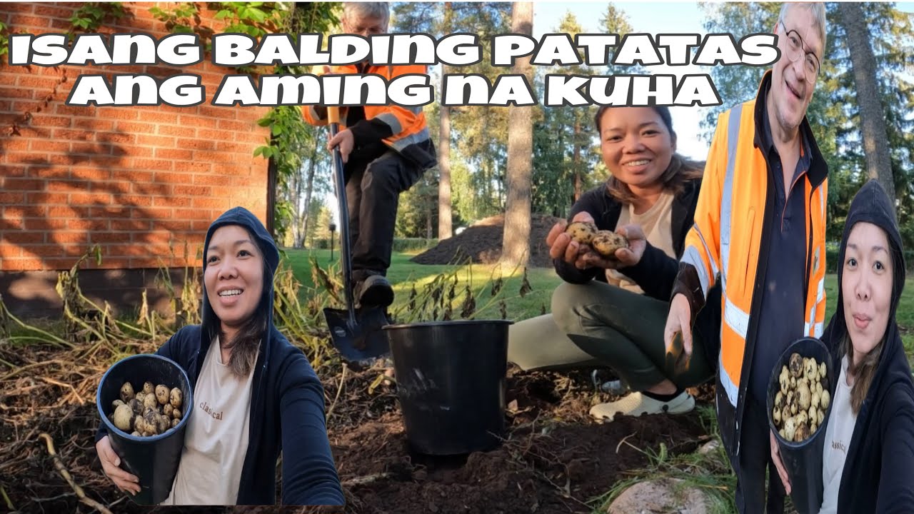 Isang baldeng patatas ang aming na harvest ni Mr | Filipina living in ...