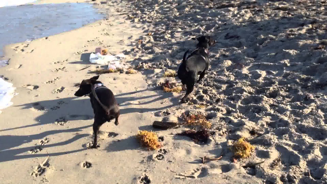 Dania Beach Dog Beach May 2013 dogs running - YouTube