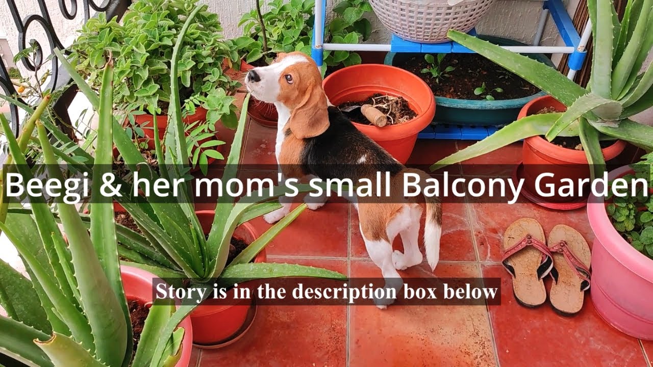 Beegi the Beagle Puppy & her Mom's small Balcony Garden - Puppy Video ...