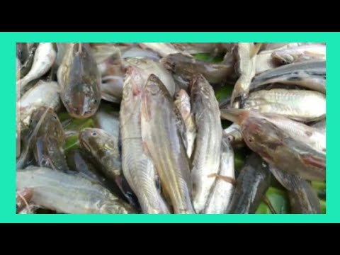 320.Cooking cat fish//Keluththi meen kulambu//Tamilnadu (Indian) recipe ...