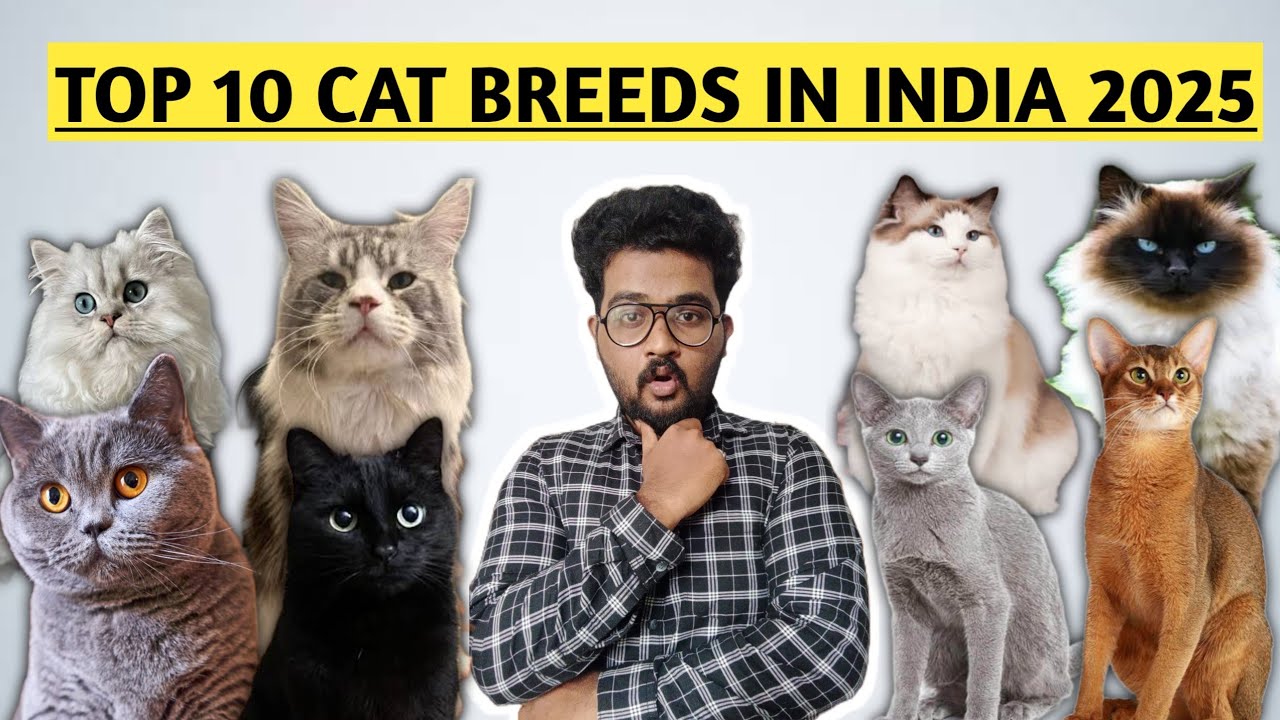 Top 10 Cat Breeds in India 2025 🐱 | Best Cats for Indian Homes # ...