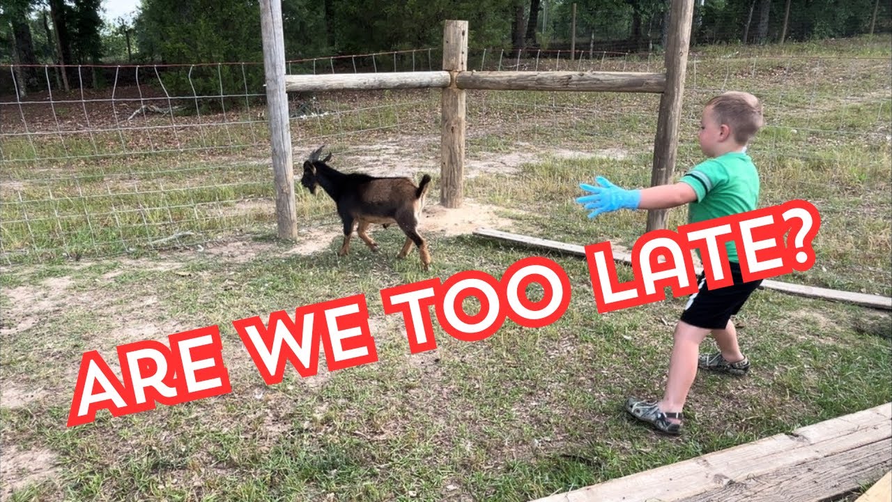 Life Threatening Goat Emergency! - YouTube