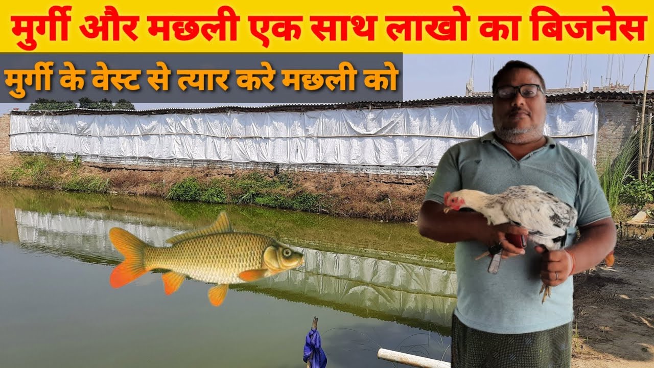 मुर्गी के साथ शुरू करे मछली पालन और बिना दाने के त्यार करे murgi and ...
