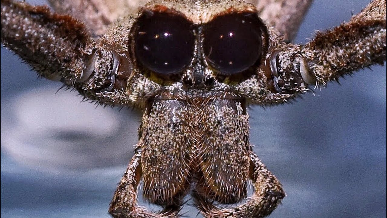 Net casting spider in action. - YouTube