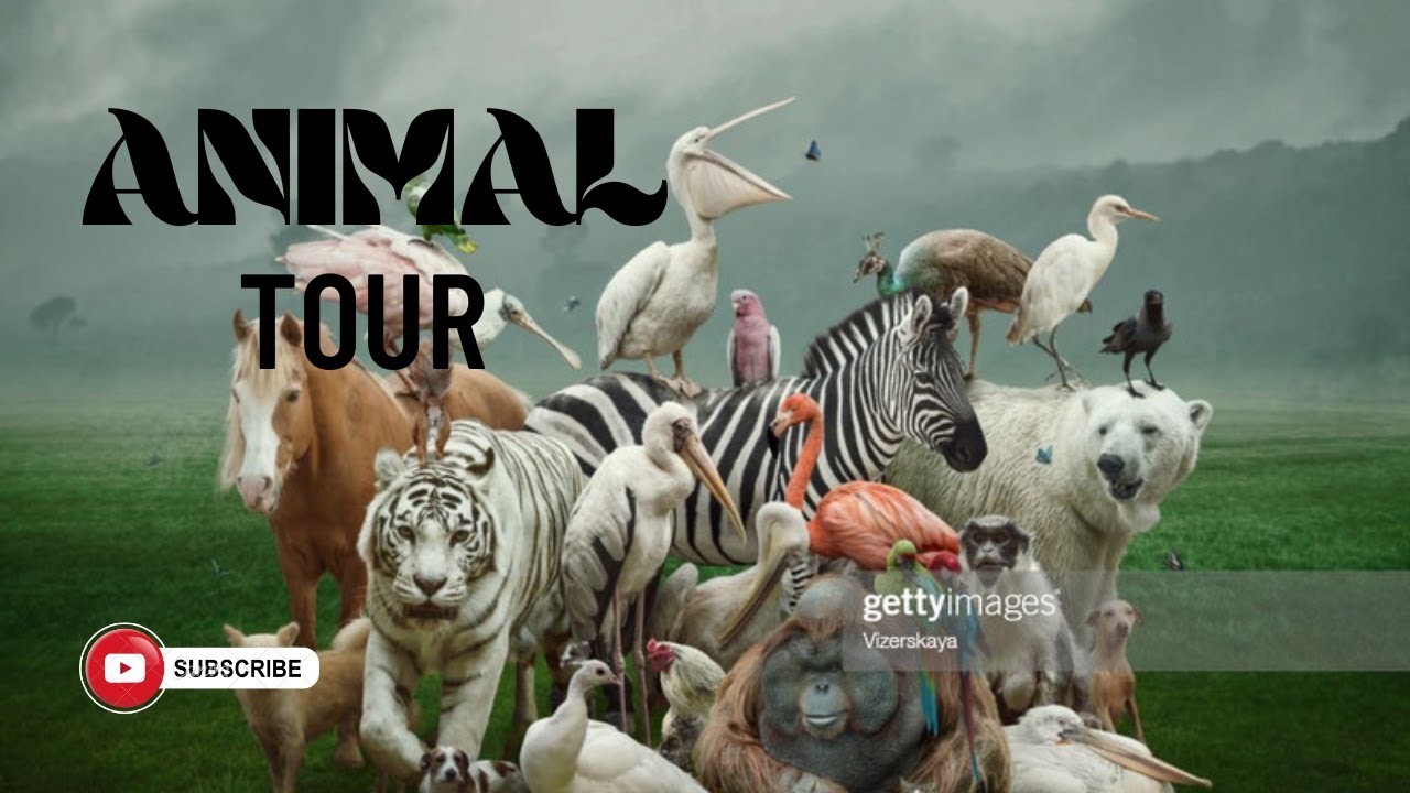 "Wild Encounters: An Animal Adventure Tour" - YouTube