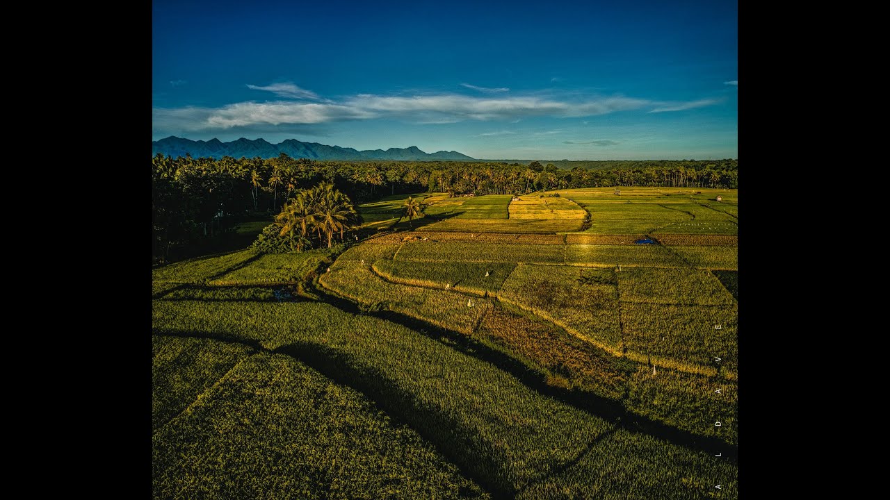 RICE FIELD Frame Dec. 02 2021 |Silent Livestream - YouTube