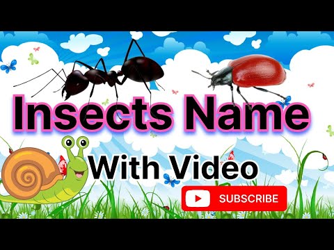 Insects name। Insects video for kids - YouTube