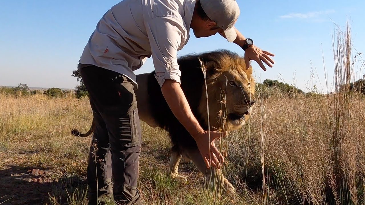 Roaring Times With Lions Gabby & Bobcat | The Lion Whisperer - YouTube