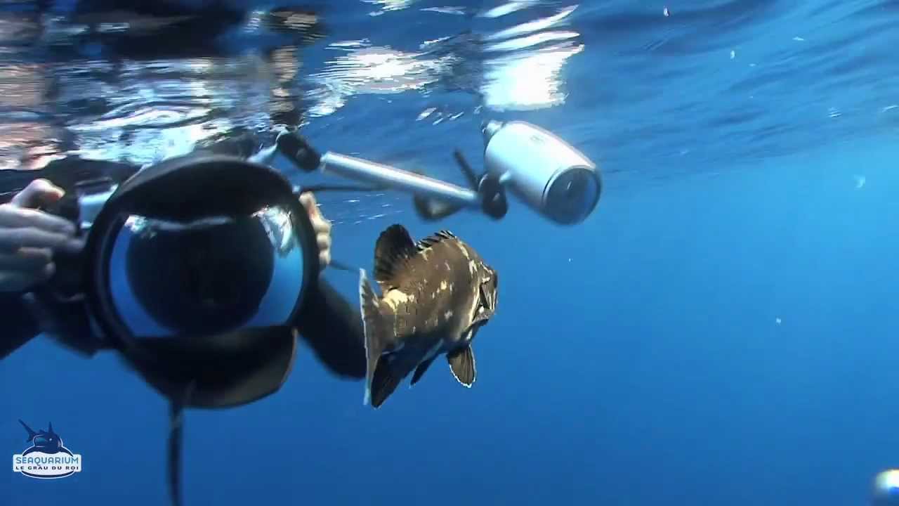 Plongée en méditerranée. Habitants du Large - YouTube