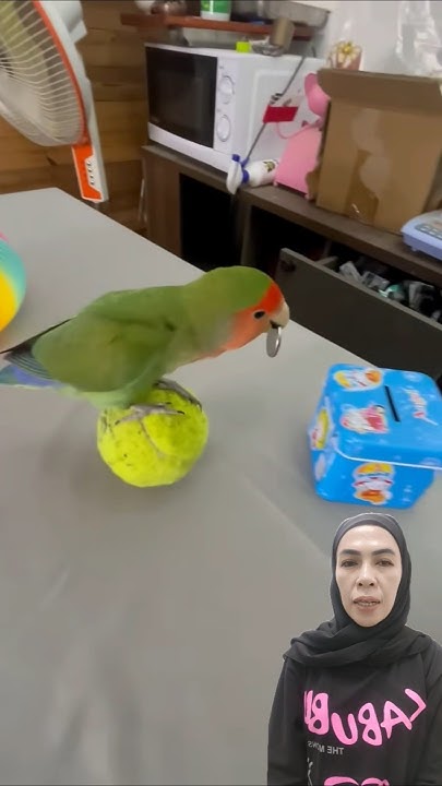 BURUNGNYA RAJIN MENABUNG#funny #viralvideo #shortsshorts - YouTube