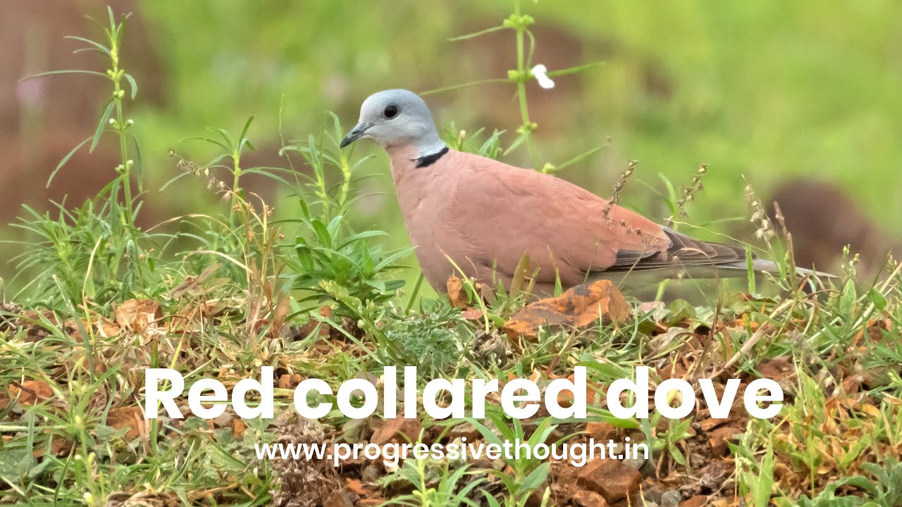 Red-collared Dove | Indian birds video @MahadevPutra-Sabyasachi - YouTube
