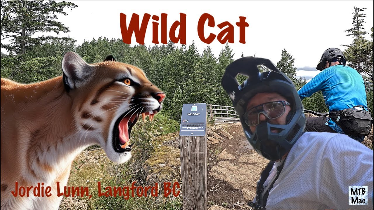 Wild Cat - Jordie Lunn (4K HDR) - YouTube