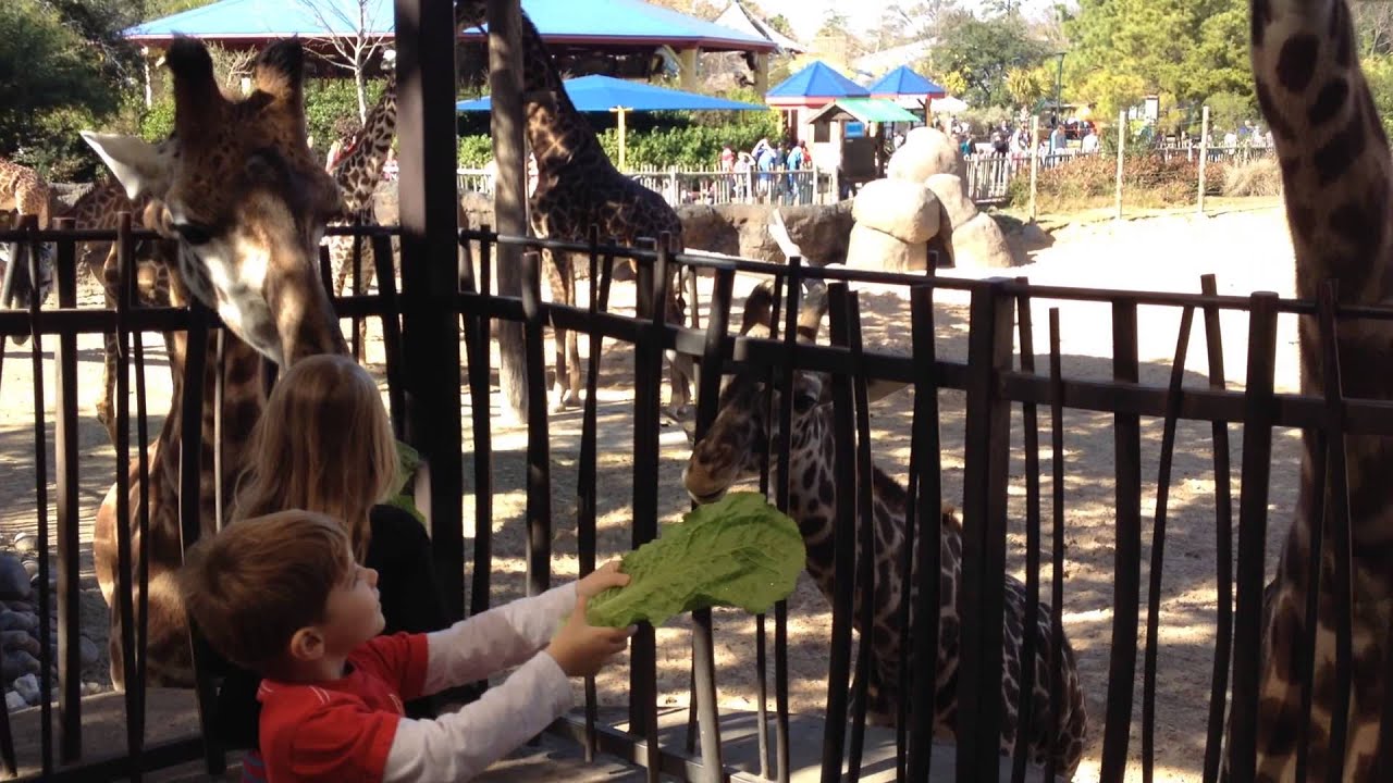 Feeding Giraffes at the Houston Zoo - YouTube