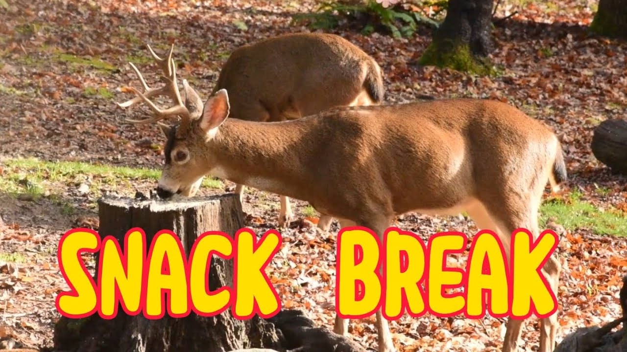 Snack Break - YouTube