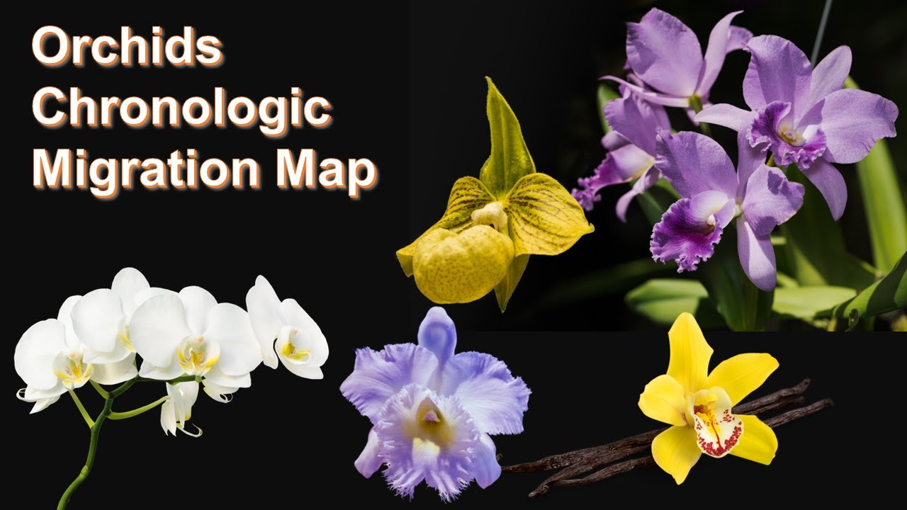Orchids Chronologic Migration Map - YouTube