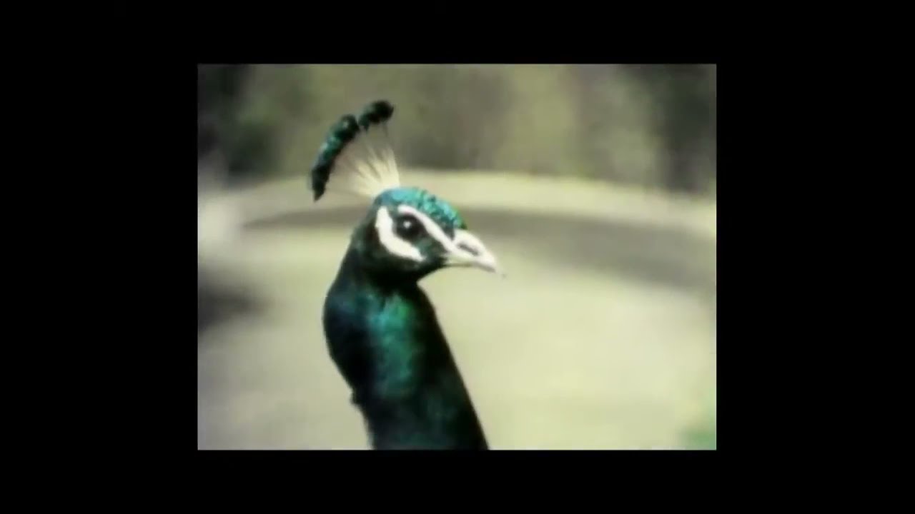 Classic Sesame Street "Peacock" - YouTube