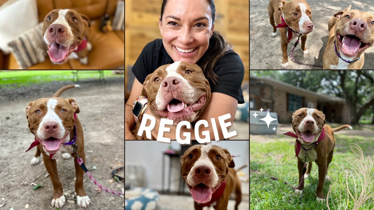 Reggie is one happy, friendly, lover-boy! - YouTube