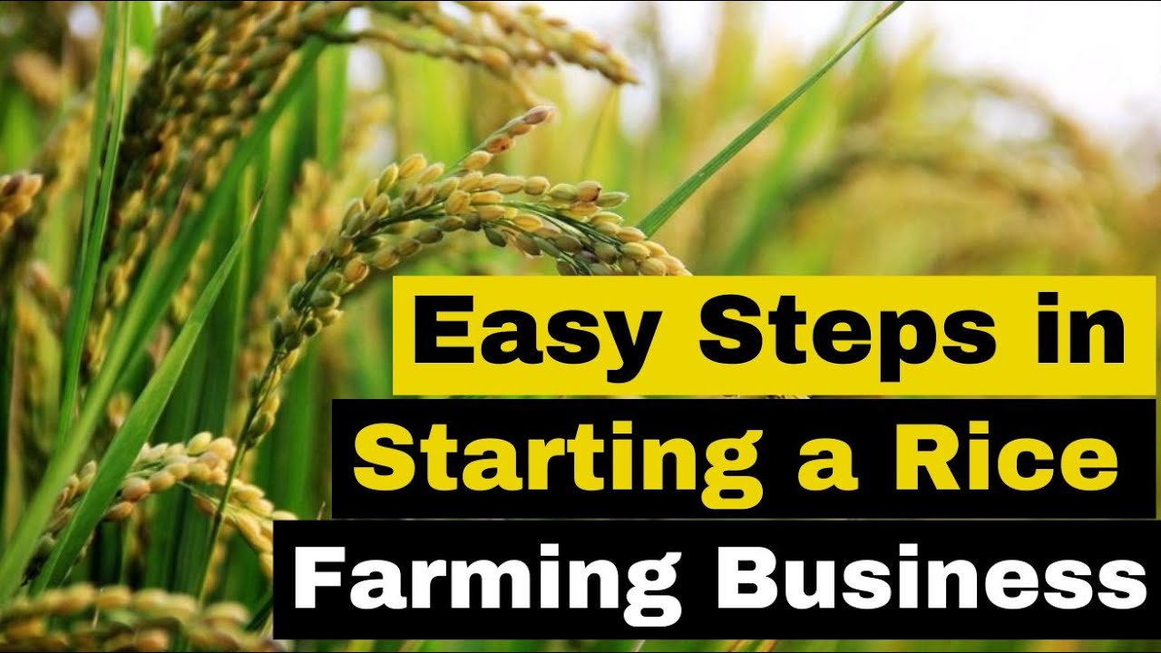 Step on how to Start a Profitable Rice Farming Business in Nigeria ...