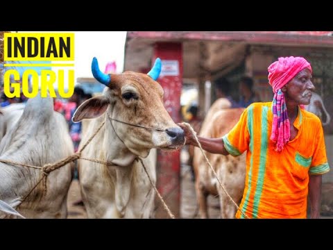 Indian Cows | Boil Goru | Bolod Goru | Nepali Bulls | Kurbani Eid 2018 ...