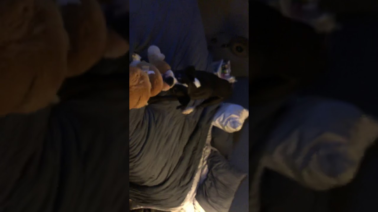 Boxer beating a monkey - YouTube