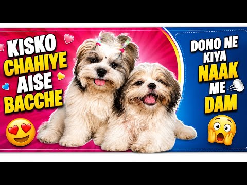 Who Would Want Kids Like These? 🤦🏻‍♀️ | Jennykimasti 🐶🐾