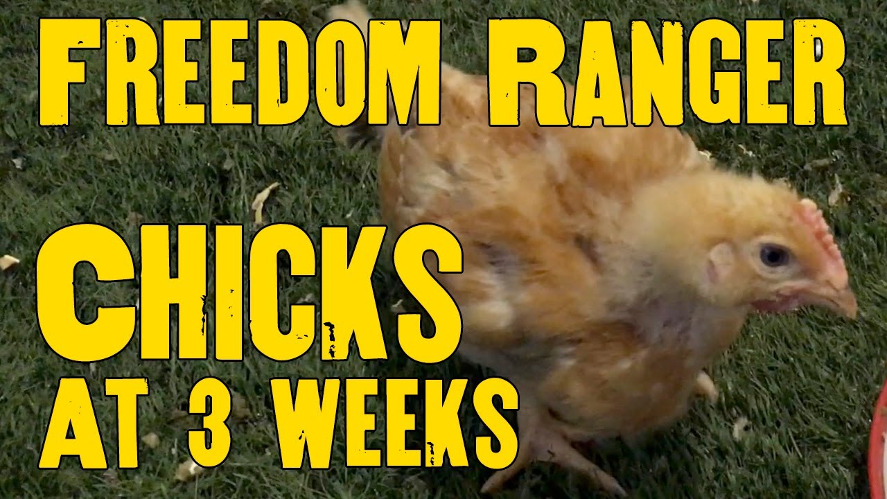 Freedom Ranger chicks at 3 weeks - YouTube