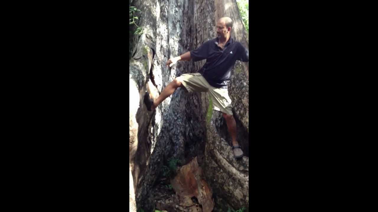 Huge Honduran Mahogany Tree in the Jungle! - Part 2 - YouTube