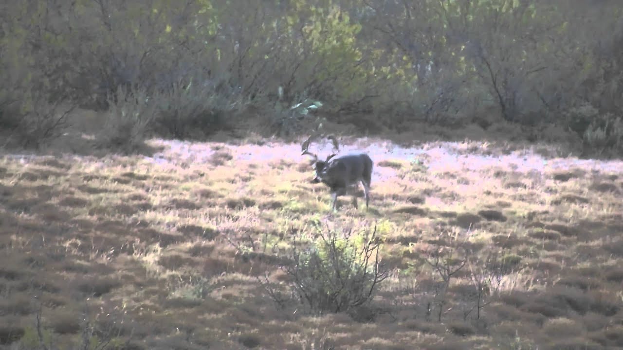 HD Rancho El Pescado 170+ Venado Buck Deer Mexico Cola Blanca Nuevo ...