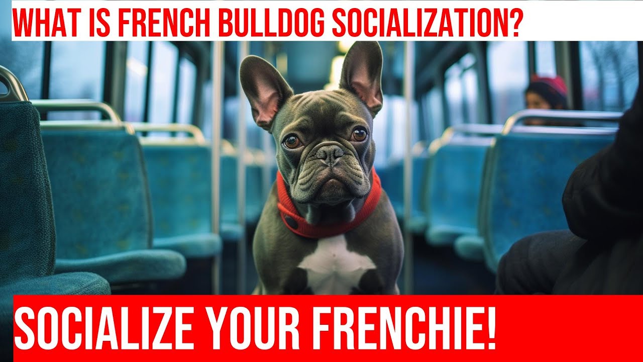 Socializing a French Bulldog Puppy: Tips & Techniques - YouTube