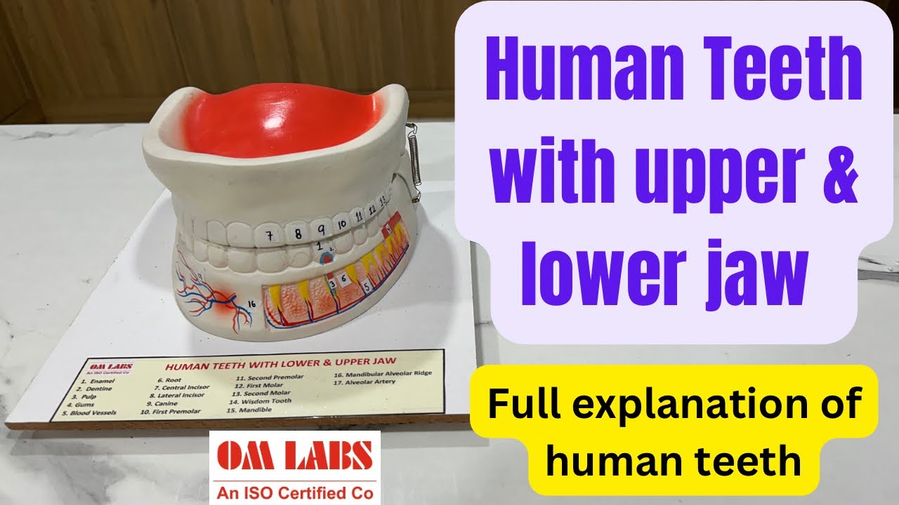 Human Teeth Model with upper & lower jaw | omlabs | types of teeth # ...