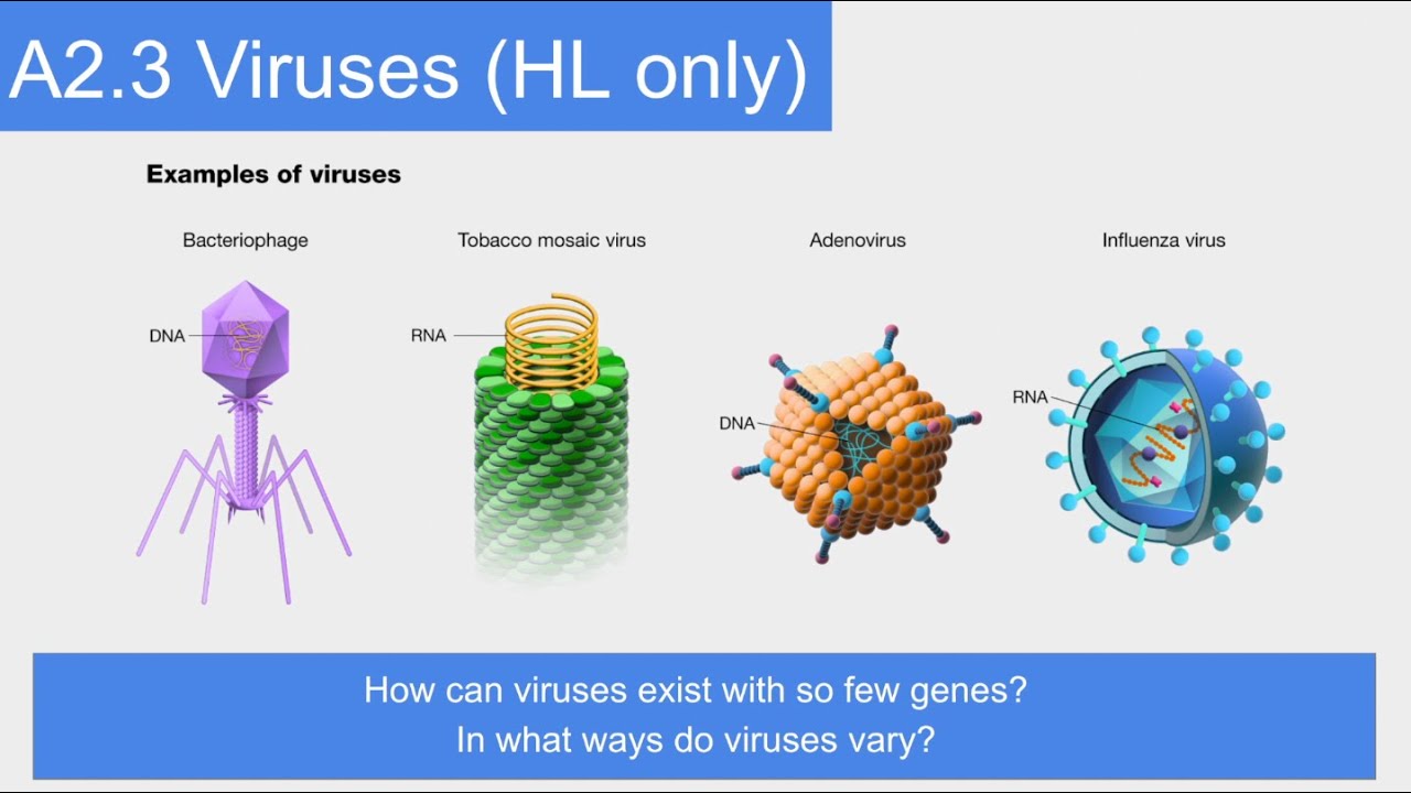 A2.3 Viruses -- IB Biology New Curriculum - YouTube