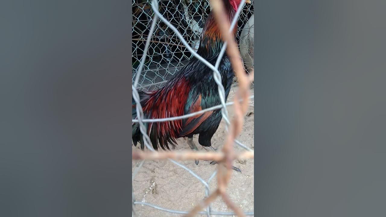 3kg6 1củ5...0964502515 - YouTube